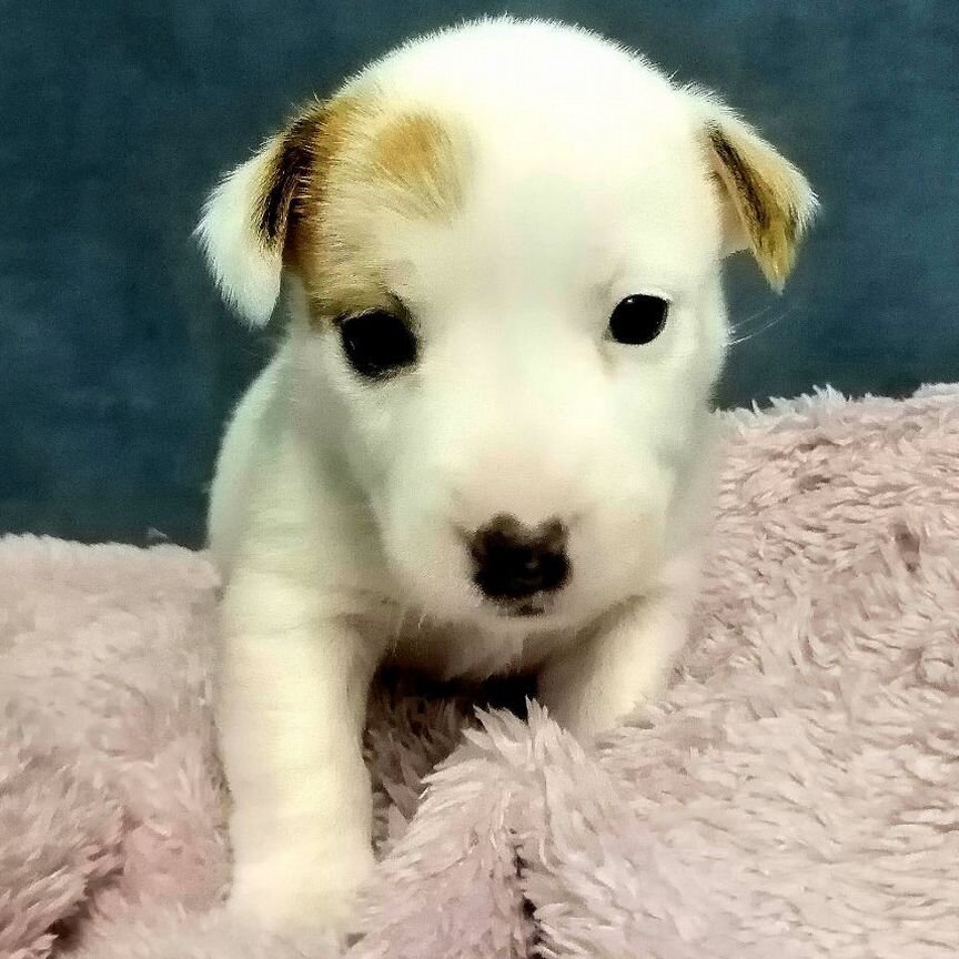 Джек-рассел-терьер, щенок