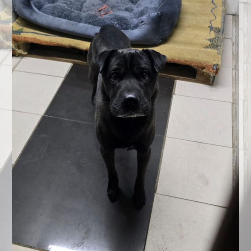 Шарпей, взрослый пёс