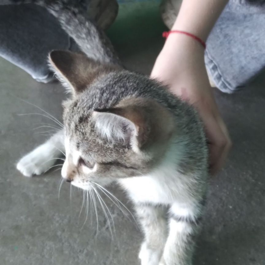 Котенок не известной породы