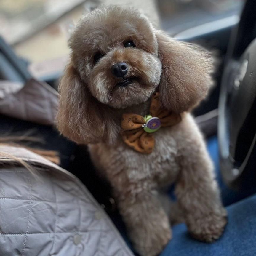 Той-пудель, щенок