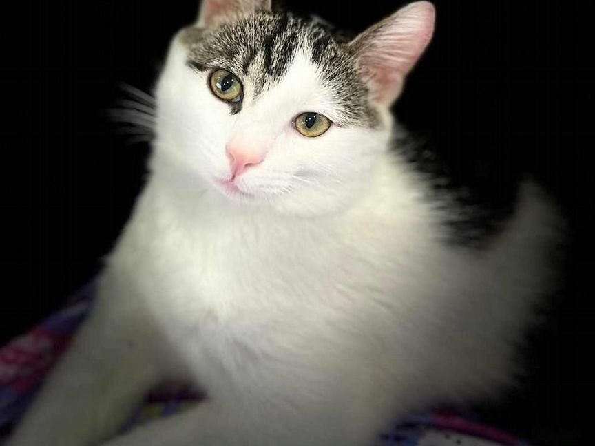 Котик в самые добрые руки