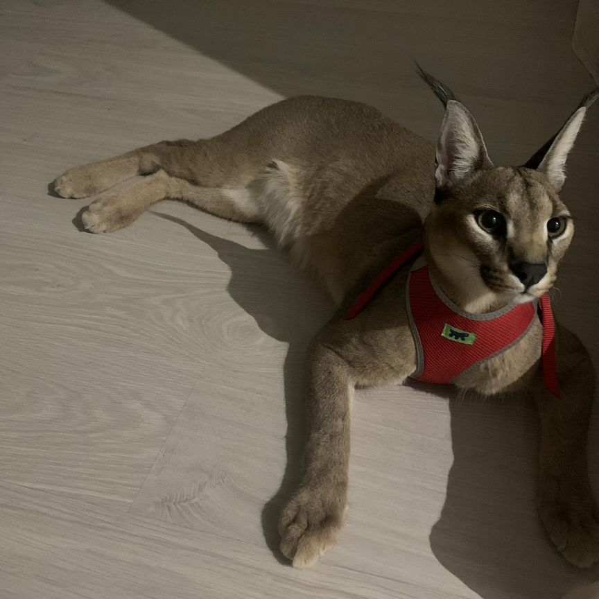 Каракал кот