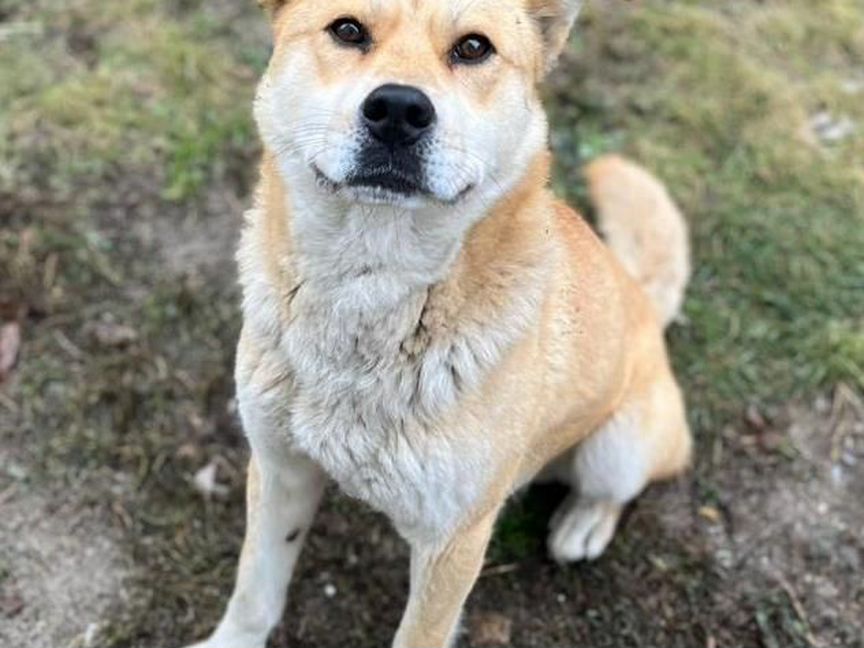 Ласковый мальчишка Золотой – ждёт своего хозяина