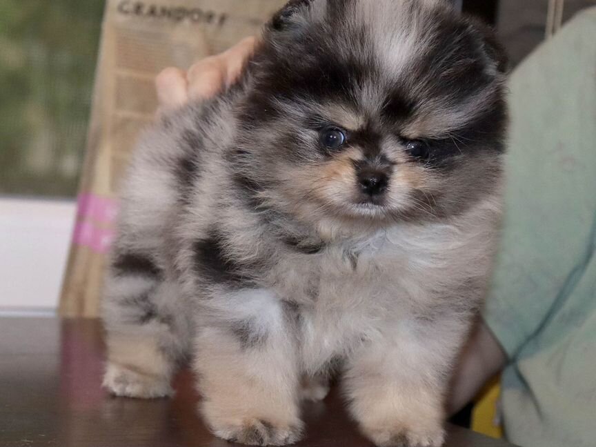 Джонни. Мальчик Пом.Шпица мерле с доcтавкoй