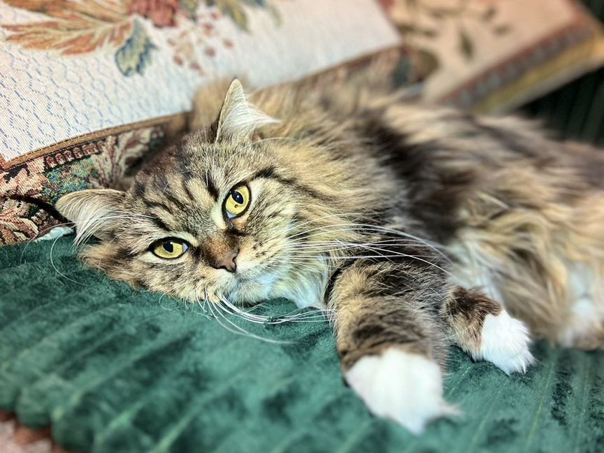 Кошка в добрые руки