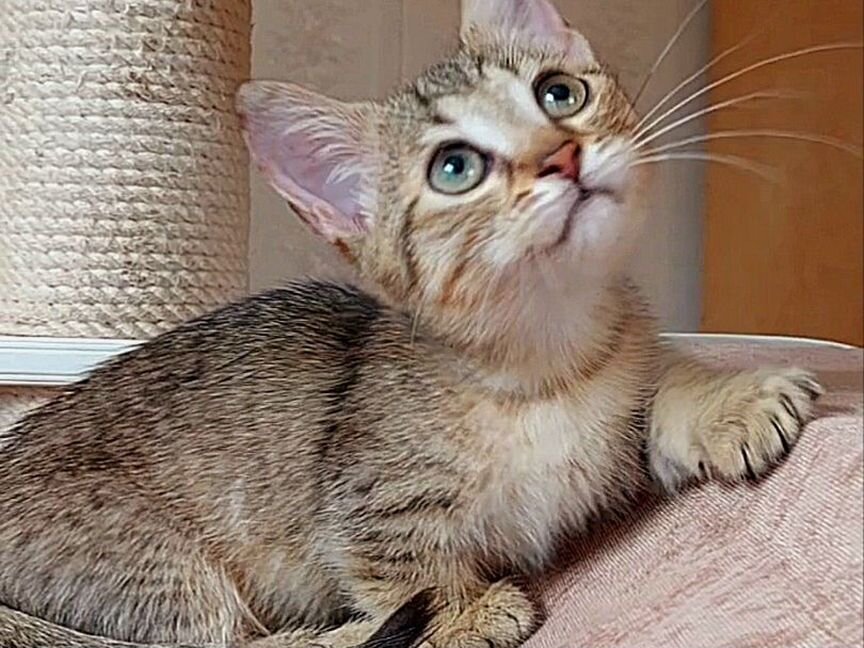 Манчкин котята на коротких лапках