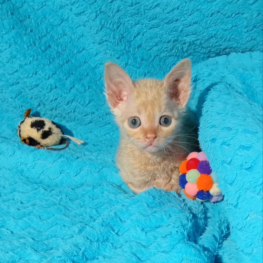 Донской сфинкс