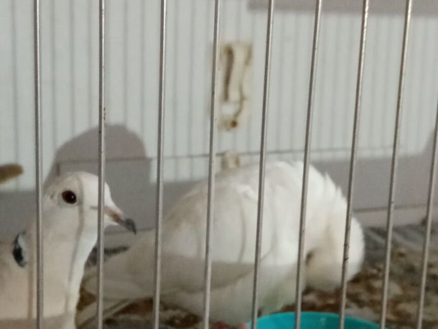 Египетские горлицы