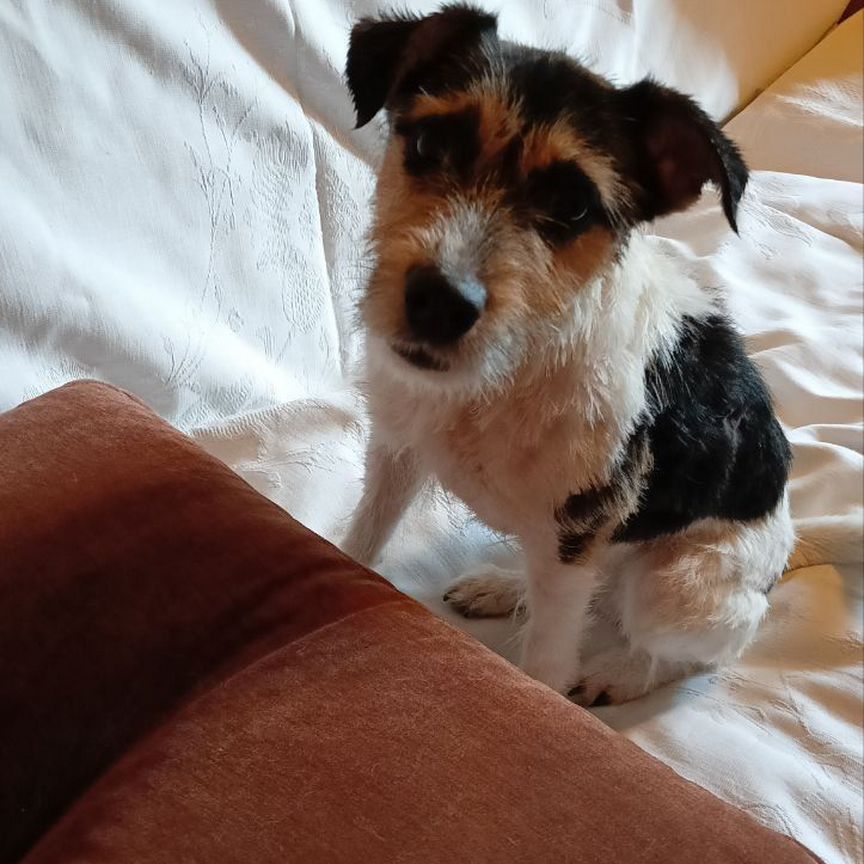 Отдам собаку в хорошие руки. Джек Рассел Терьер