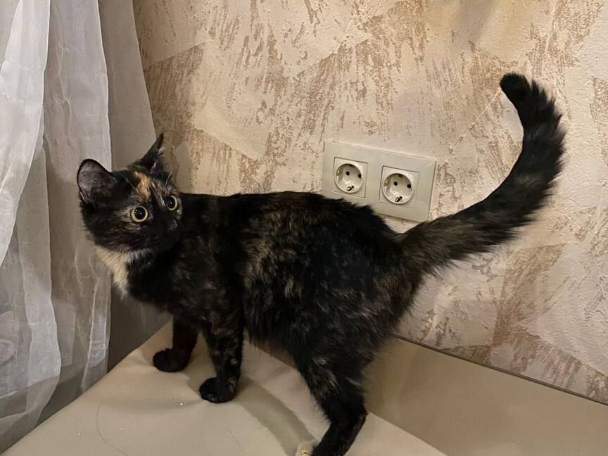 Кошечка ищет семью