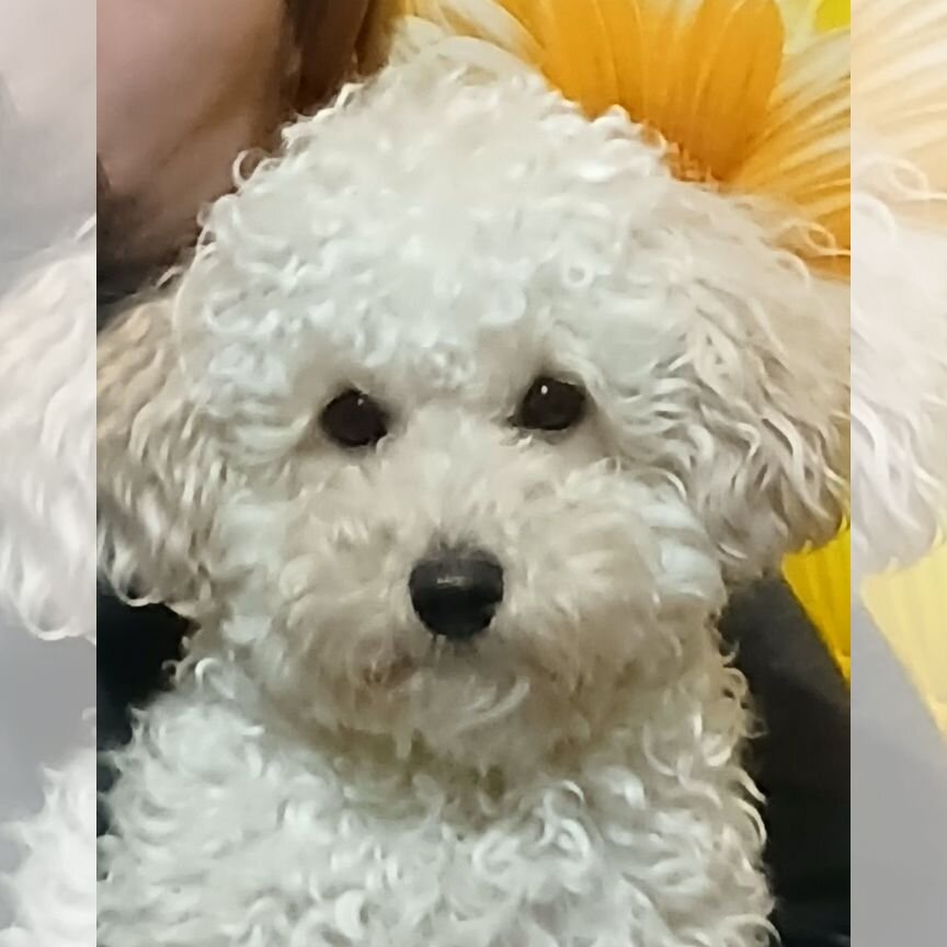 Мальтипу, щенок