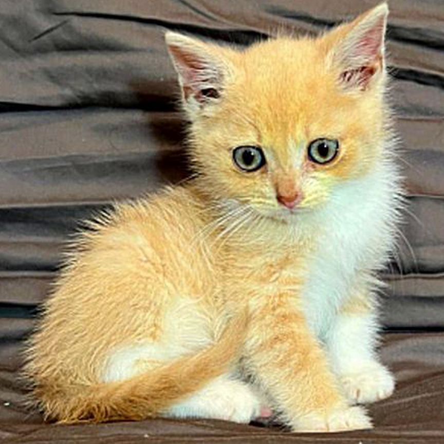 Котёнок в добрые руки