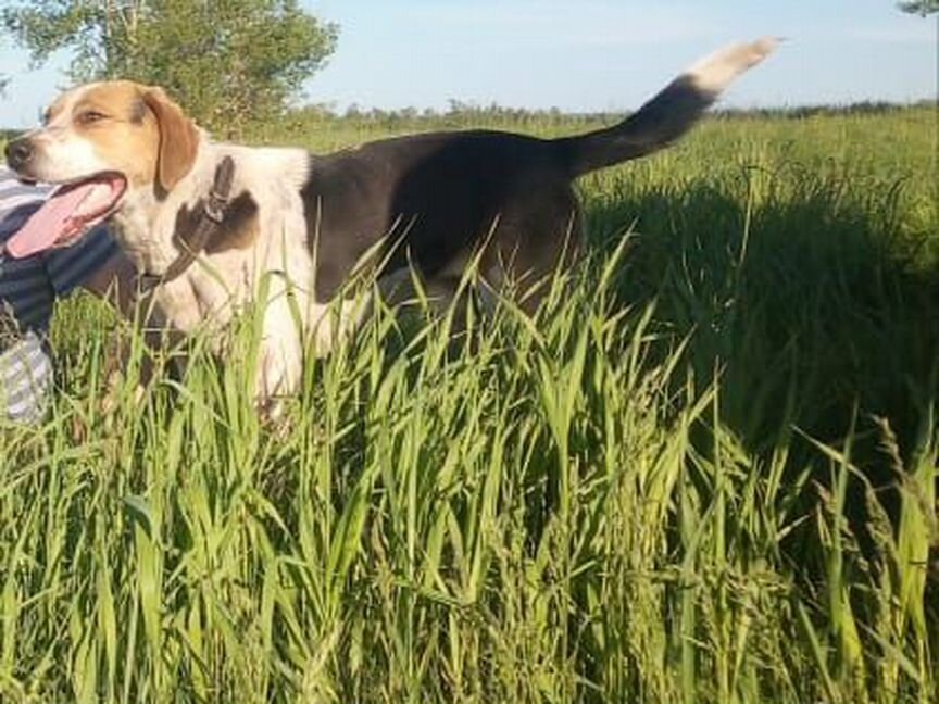 Продам собаку Русская Пегая Гончая