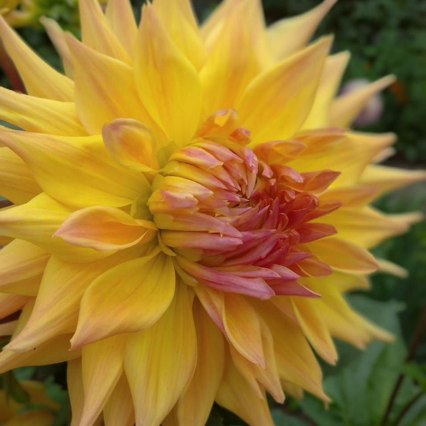 Продам зерно пшеница 3 т