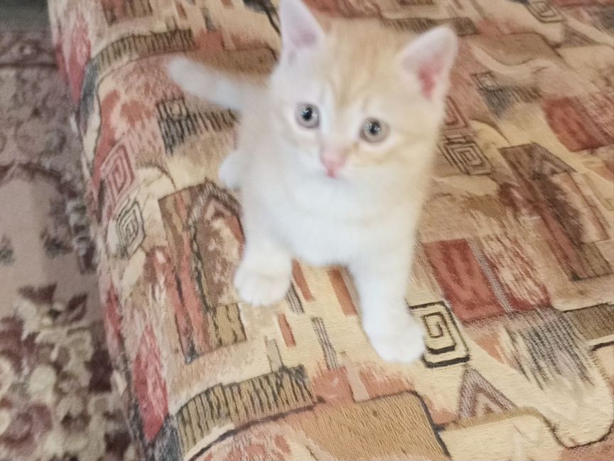 Мальчик одуванчик