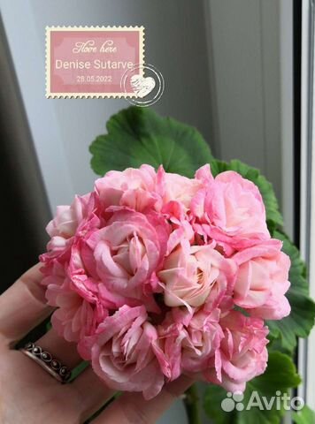 Пеларгония Denise Sutarve купить в Санкт-Петербурге | Товары для дома и ...