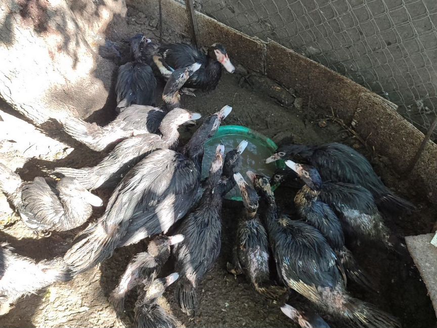 Мускусные утята индоутки