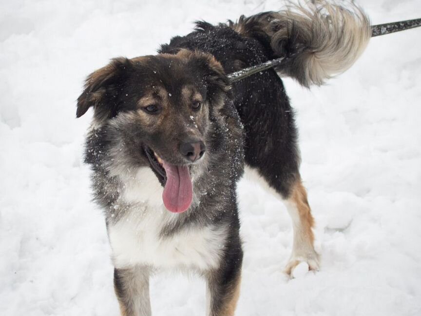 Умница Генри ищет дом