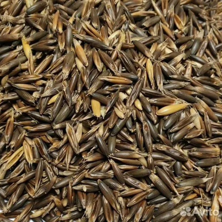 Черный овес