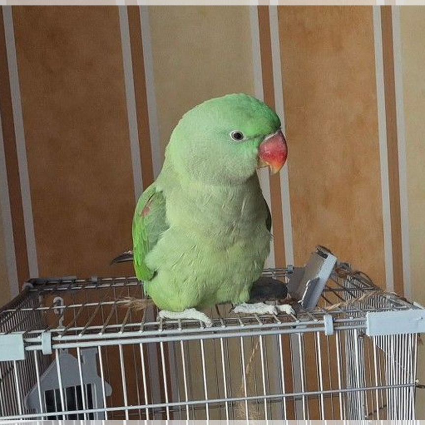 Александрийский попугай (забронирован)