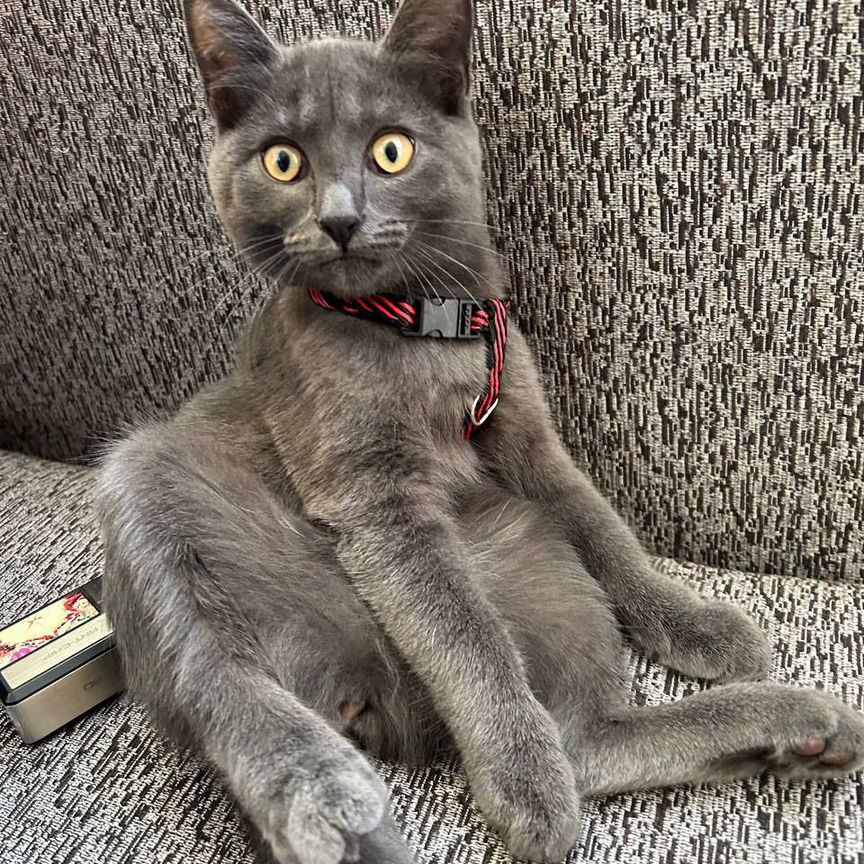 Отдам в хорошие руки