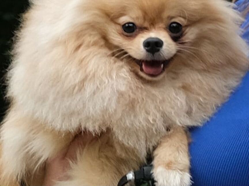 Случка шпиц кобель