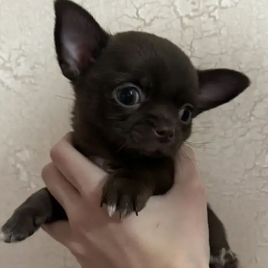 Чихуахуа, щенок