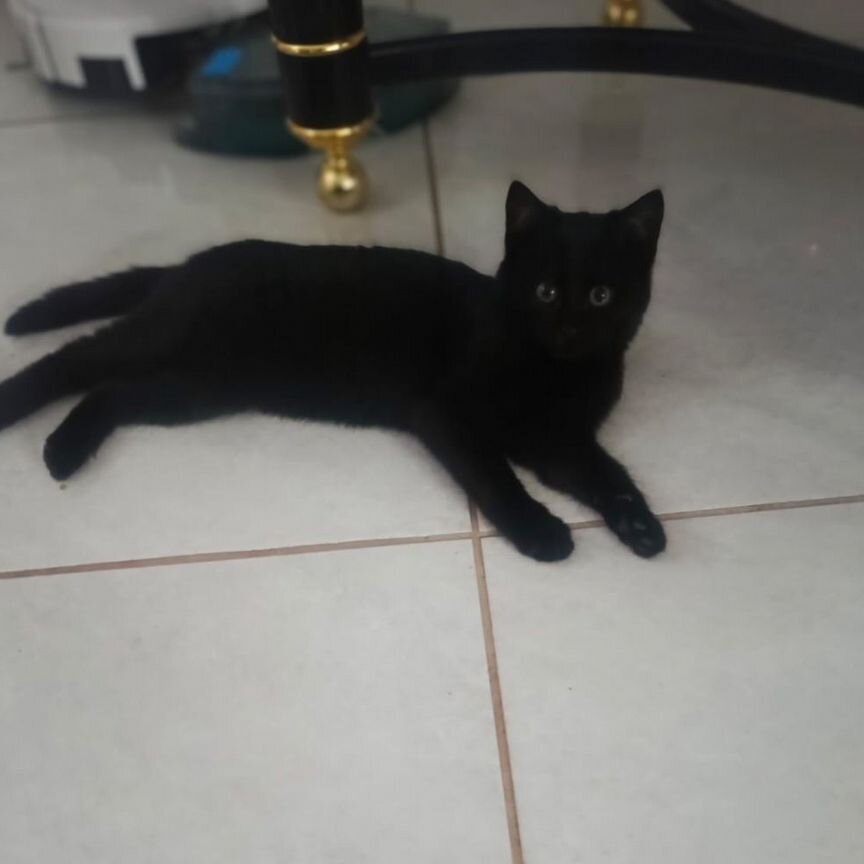 Котята