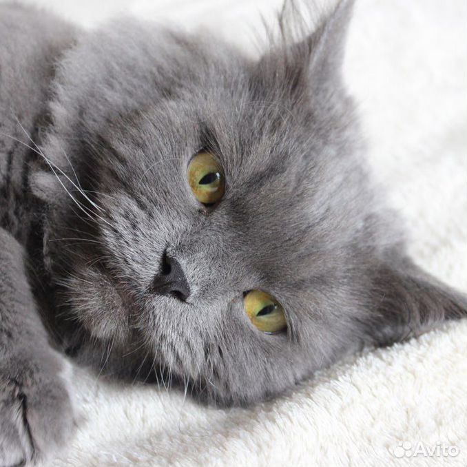 Кот Лёвушка ищет дом