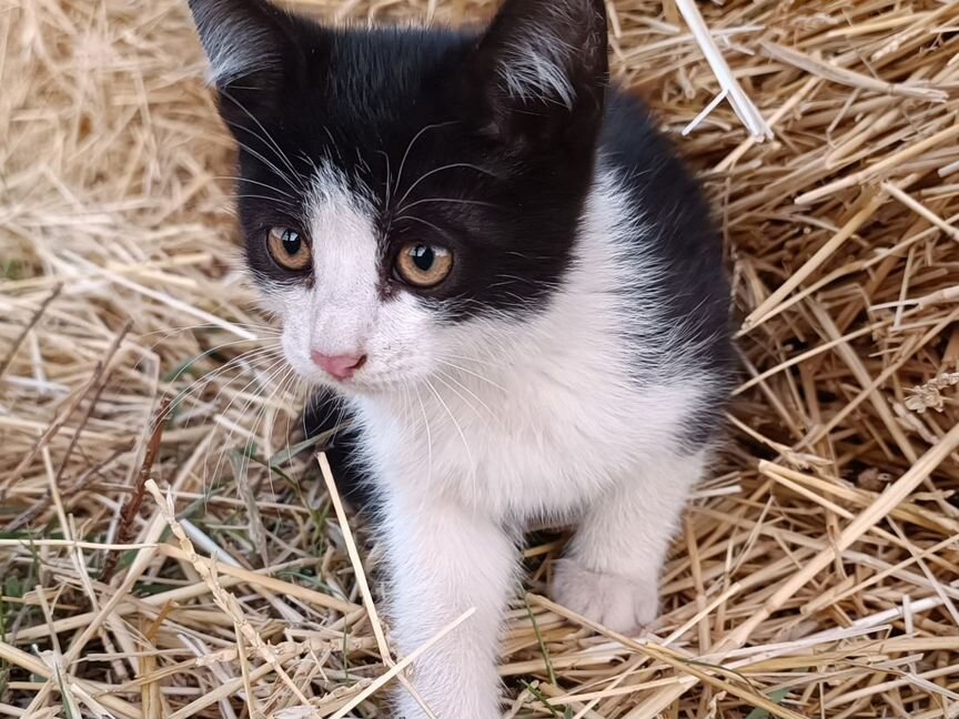 Котик-мурлыка