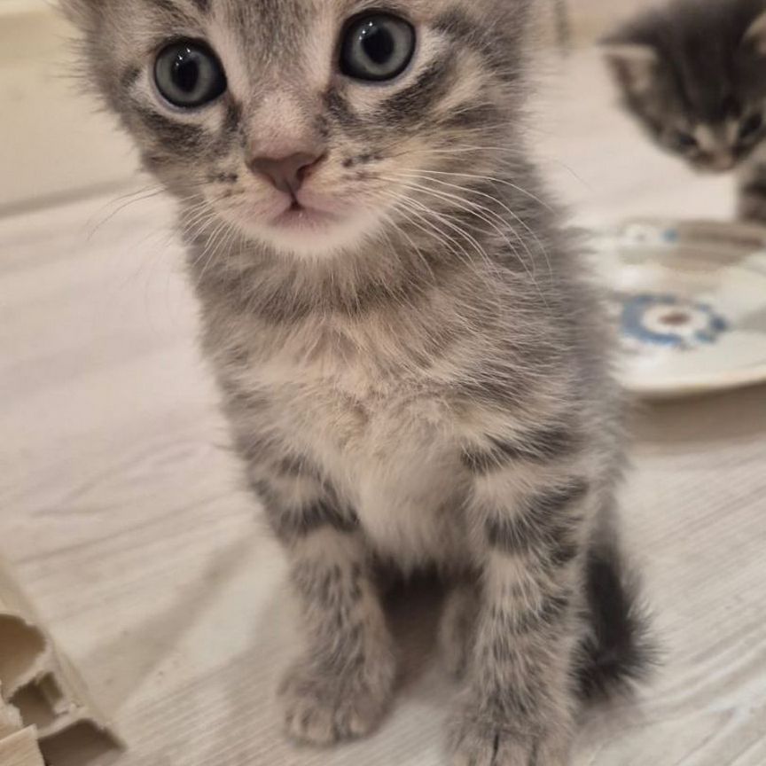 Котята в добрые руки и любящее сердце
