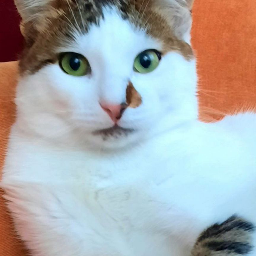 Кошка кот в добрые руки
