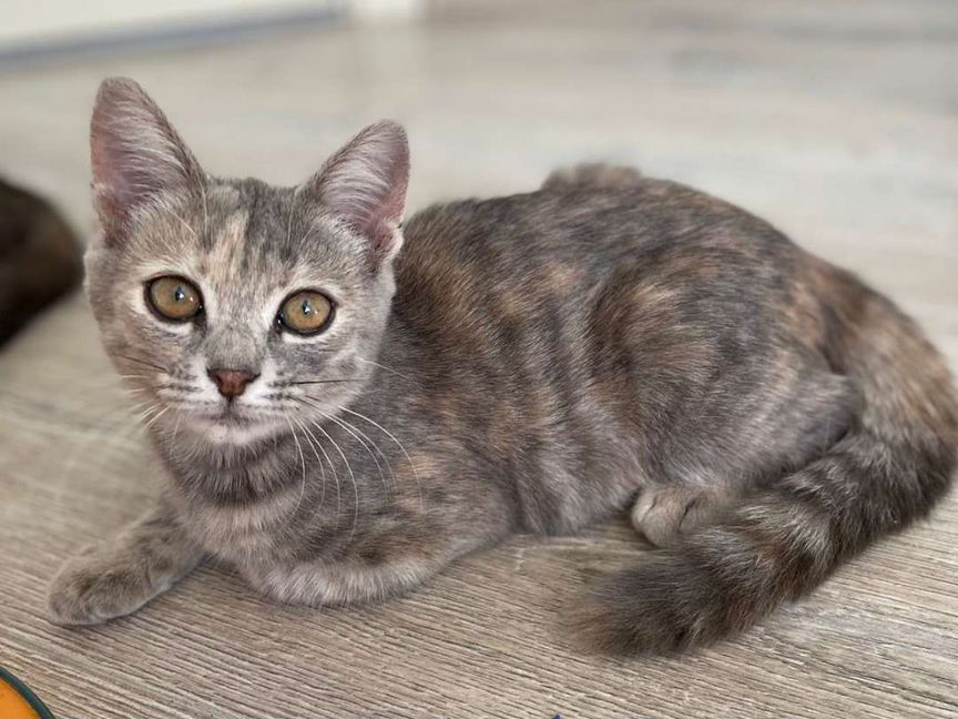 Котёнок, девочка, в добрые руки