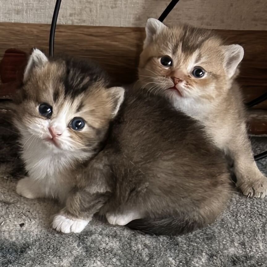 Шотландский прямоухий короткошёрстный котёнок