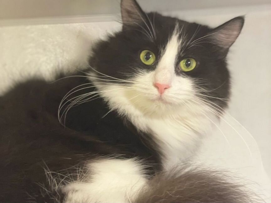 Кошка в дар