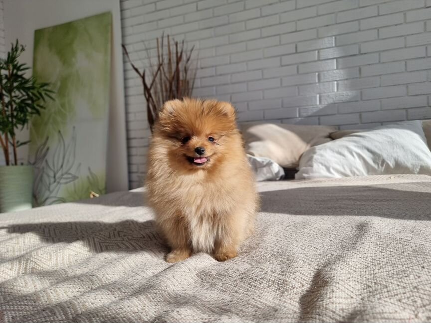 Померанский шпиц