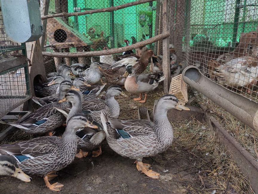 Дикие утки (серебрянки)