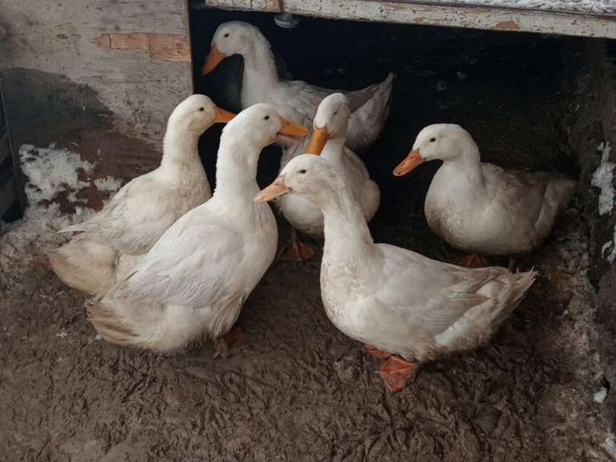 Утка Агидель