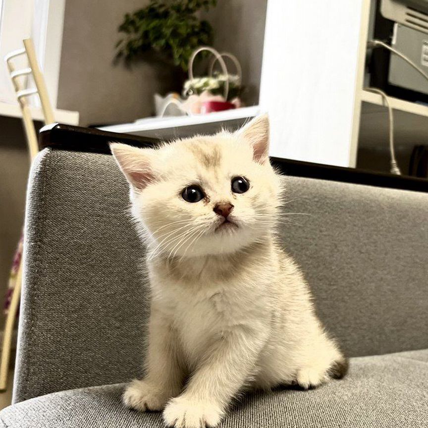 Шотландские прямоухие котята