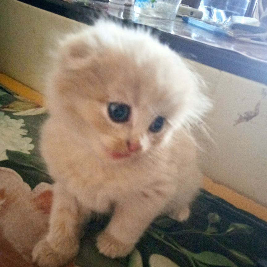 Отдам котенка в добрые руки