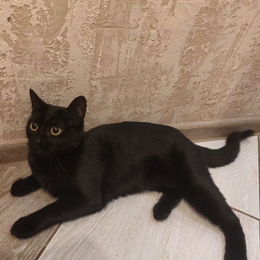 Бомбейский котёнок