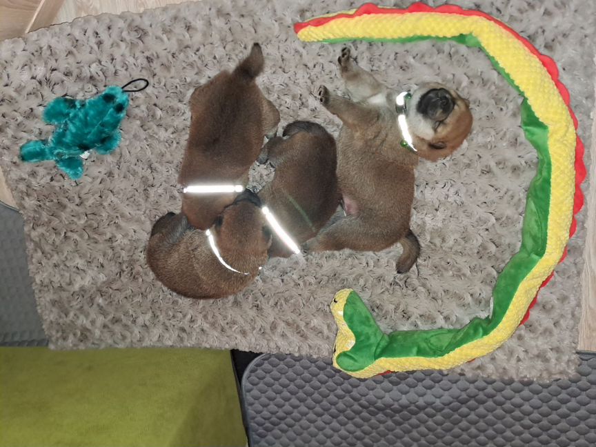 Щенки сиба шиба ину