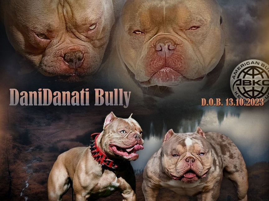 Американский булли Мини