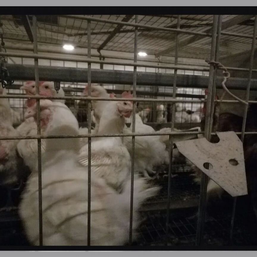 Куры несушки продам