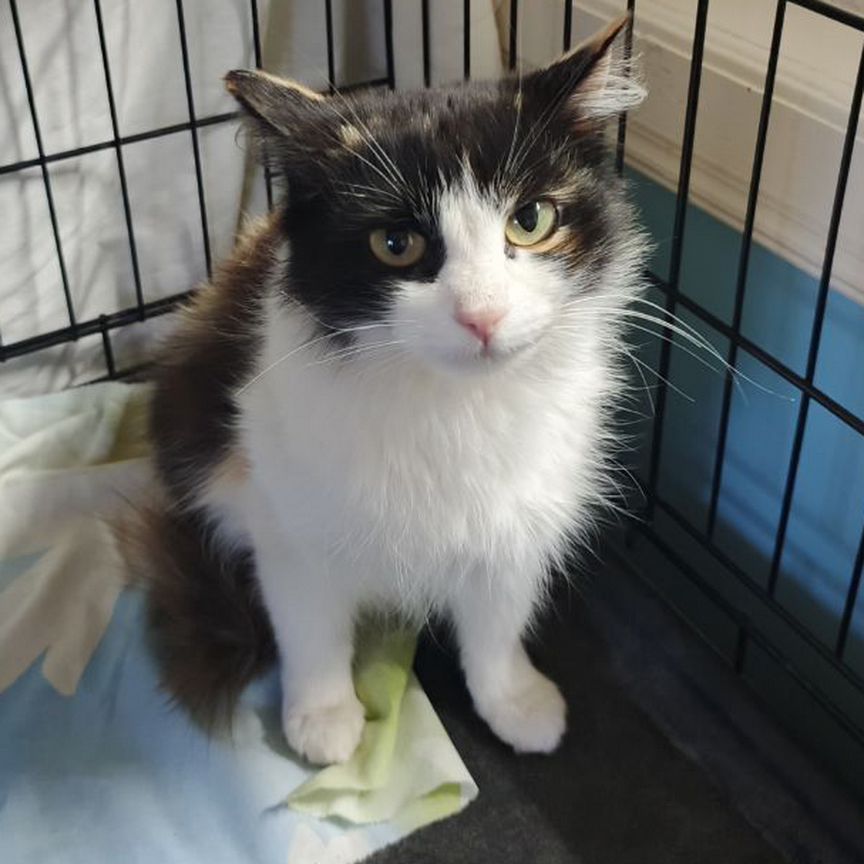 Взрослая кошка в добрые руки