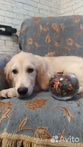 Щенки золотистого ретривера