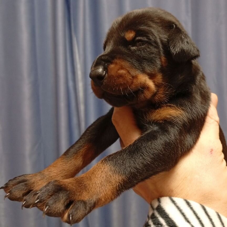 Доберман, щенок