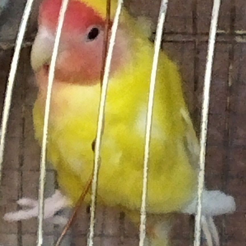 Попугай неразлучники с клеткой