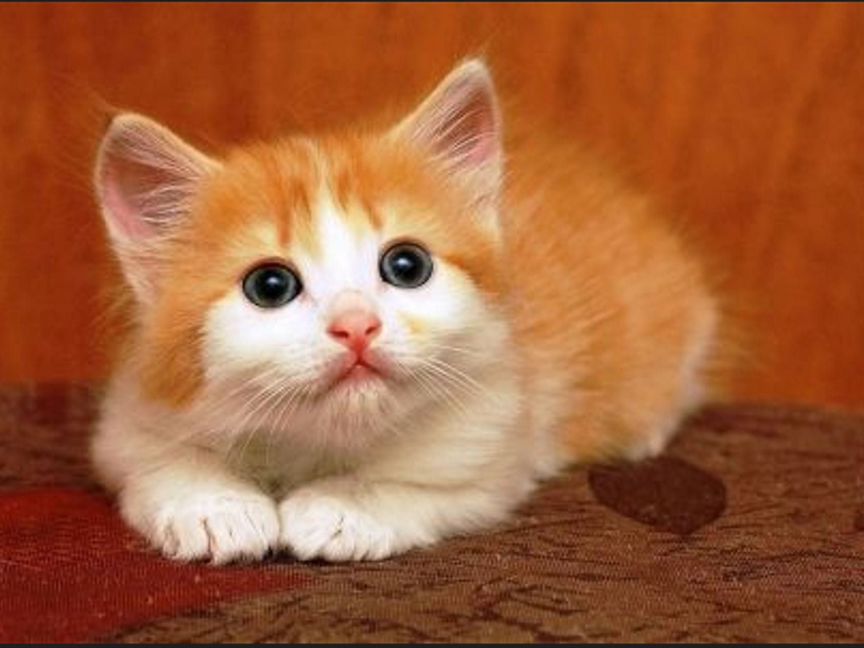 Котик