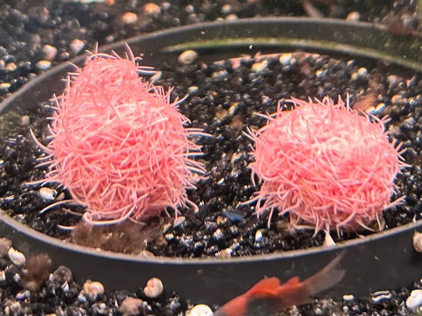 Трубочник изя